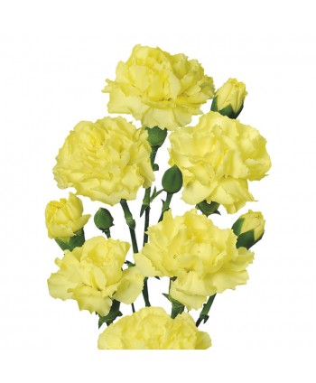 Claveles al por Mayor - Clavel Colombiano, Nacional y Miniclavel ...