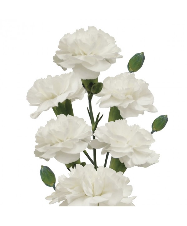 Claveles al por Mayor - Clavel Colombiano, Nacional y Miniclavel ...