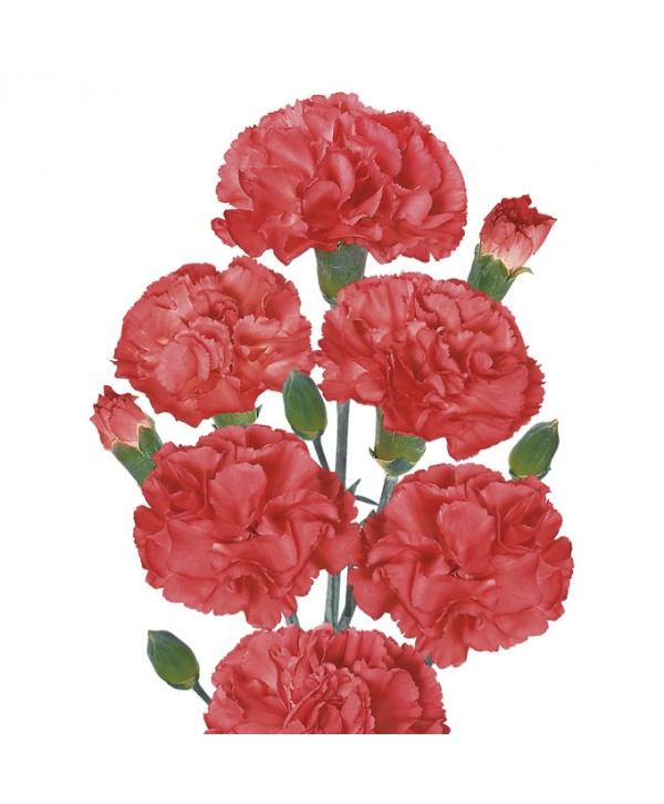 Claveles al por Mayor - Clavel Colombiano, Nacional y Miniclavel ...