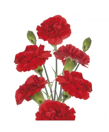 Claveles al por Mayor - Clavel Colombiano, Nacional y Miniclavel ...