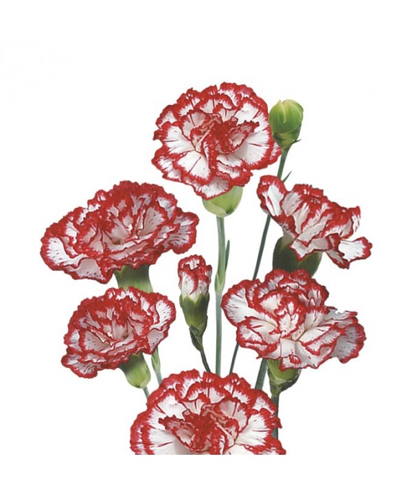 Claveles al por Mayor - Clavel Colombiano, Nacional y Miniclavel ...