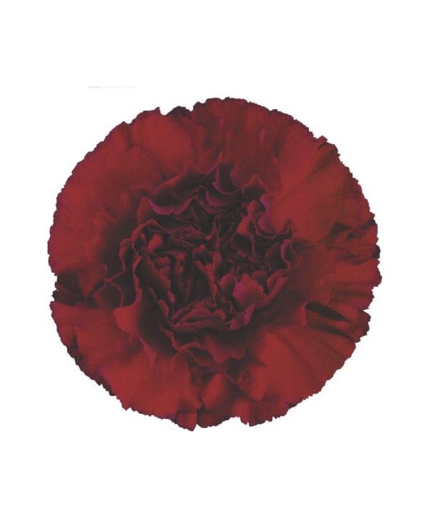 Claveles al por Mayor - Clavel Colombiano, Nacional y Miniclavel ...