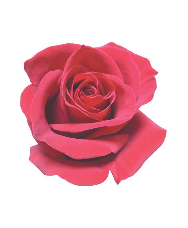 Rosa Freedom Clb. 50 - Roja * 25 T