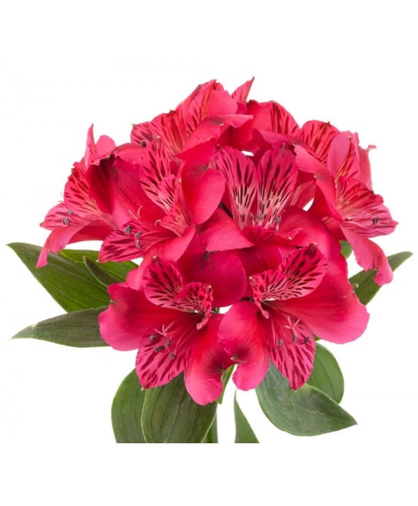 Alstroemeria Clb. Fancy Fucsia